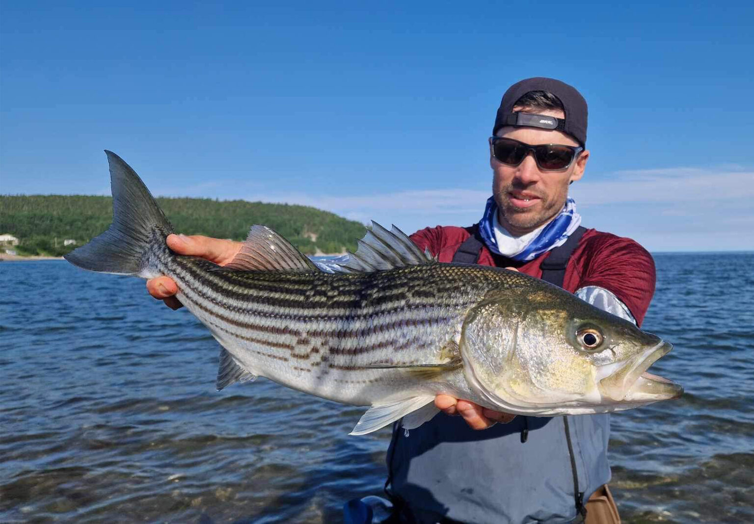 DPSG (Des Poissons Si Grands)